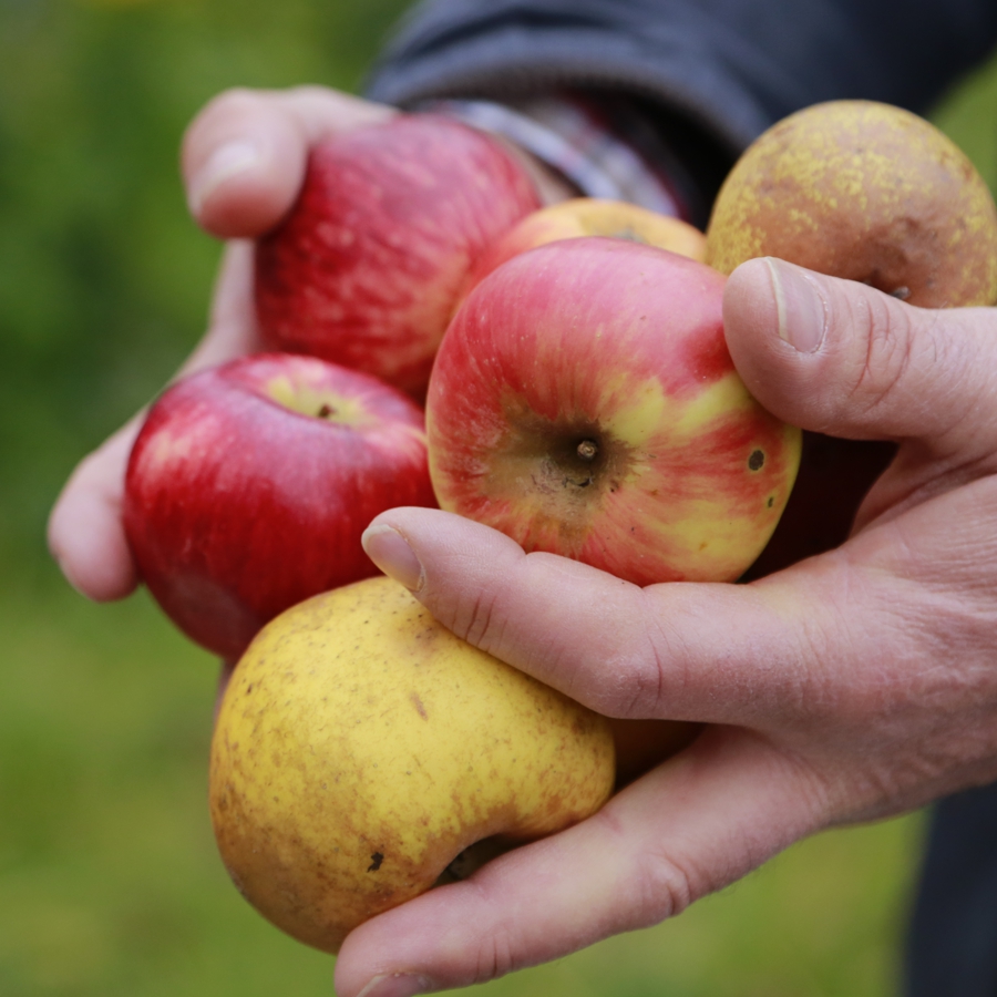 Obst in Hülle und Fülle